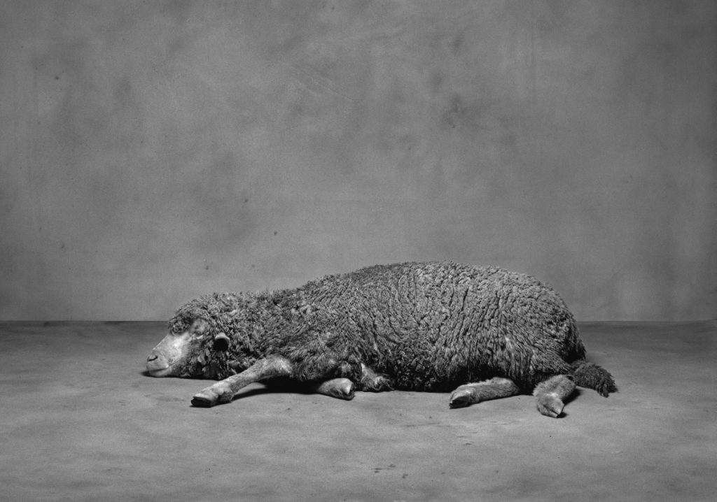 Ivan Pinkava: Dvojná vazba / Telegraph Gallery - ArtRevue